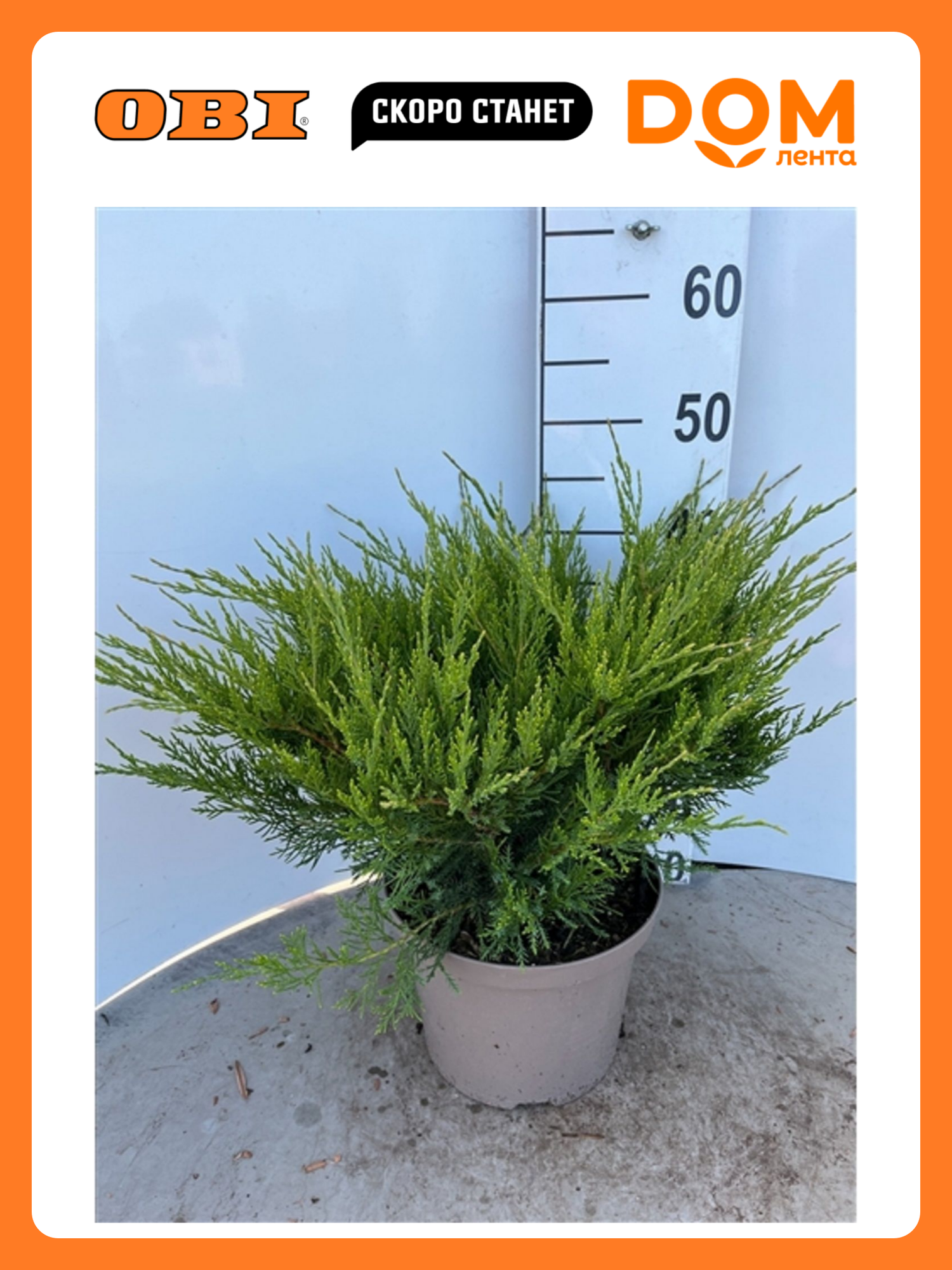 Можжевельник "Минт Джулеп", С5, h30-40, неприхотливый, декоративный, многолетнее