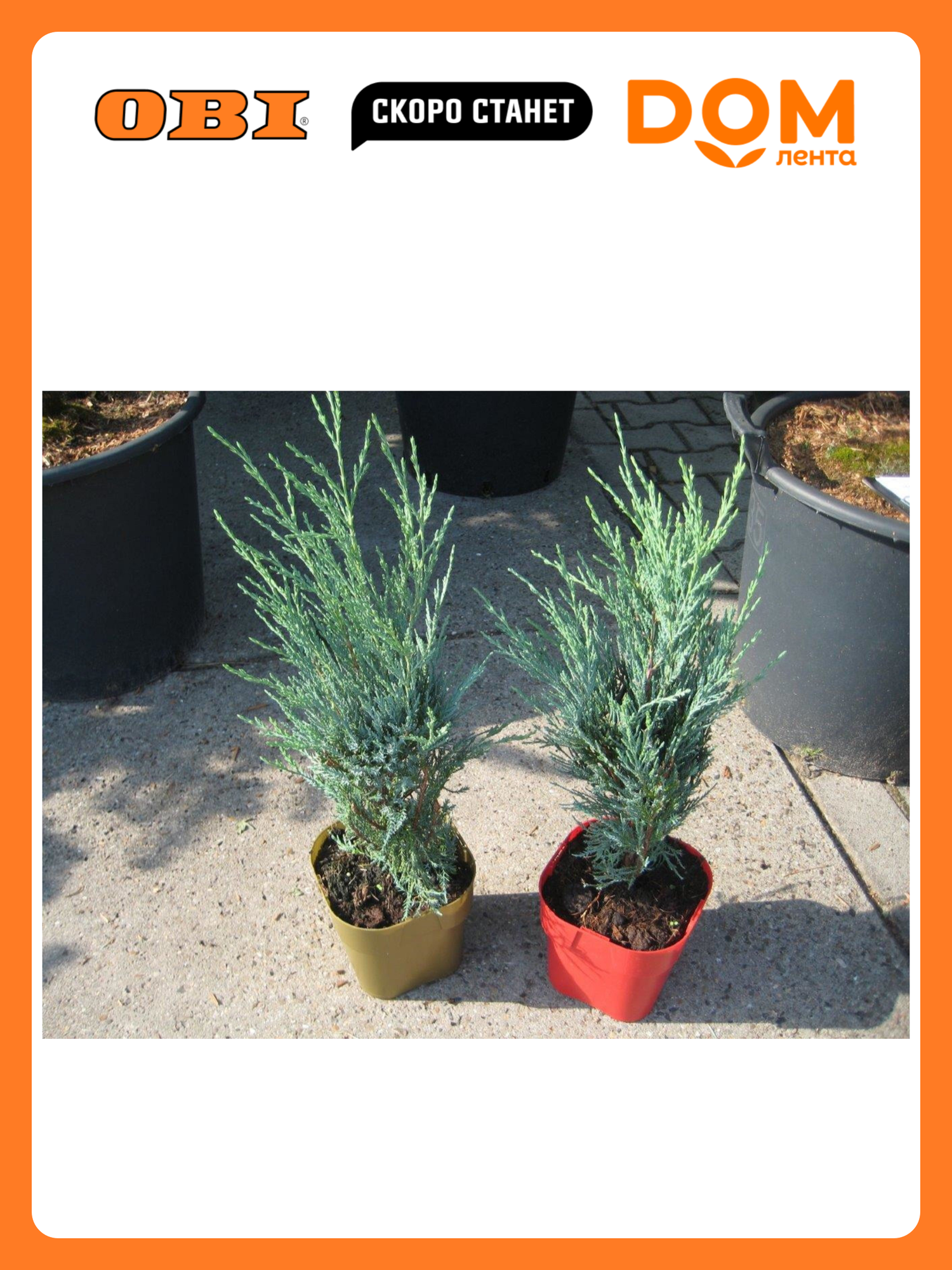 Можжевельник FLORA GROUP "Stricta", карликовый, многолетнее, хвойное, 180 см