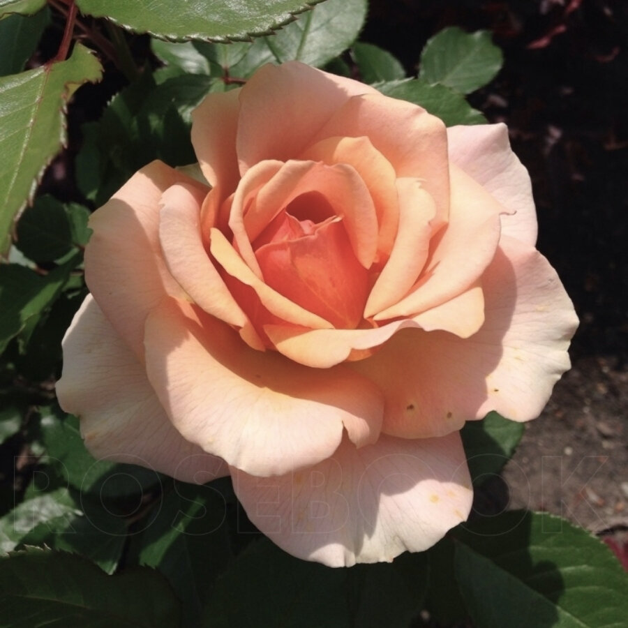 Роза Таити (1 саженец), Польша