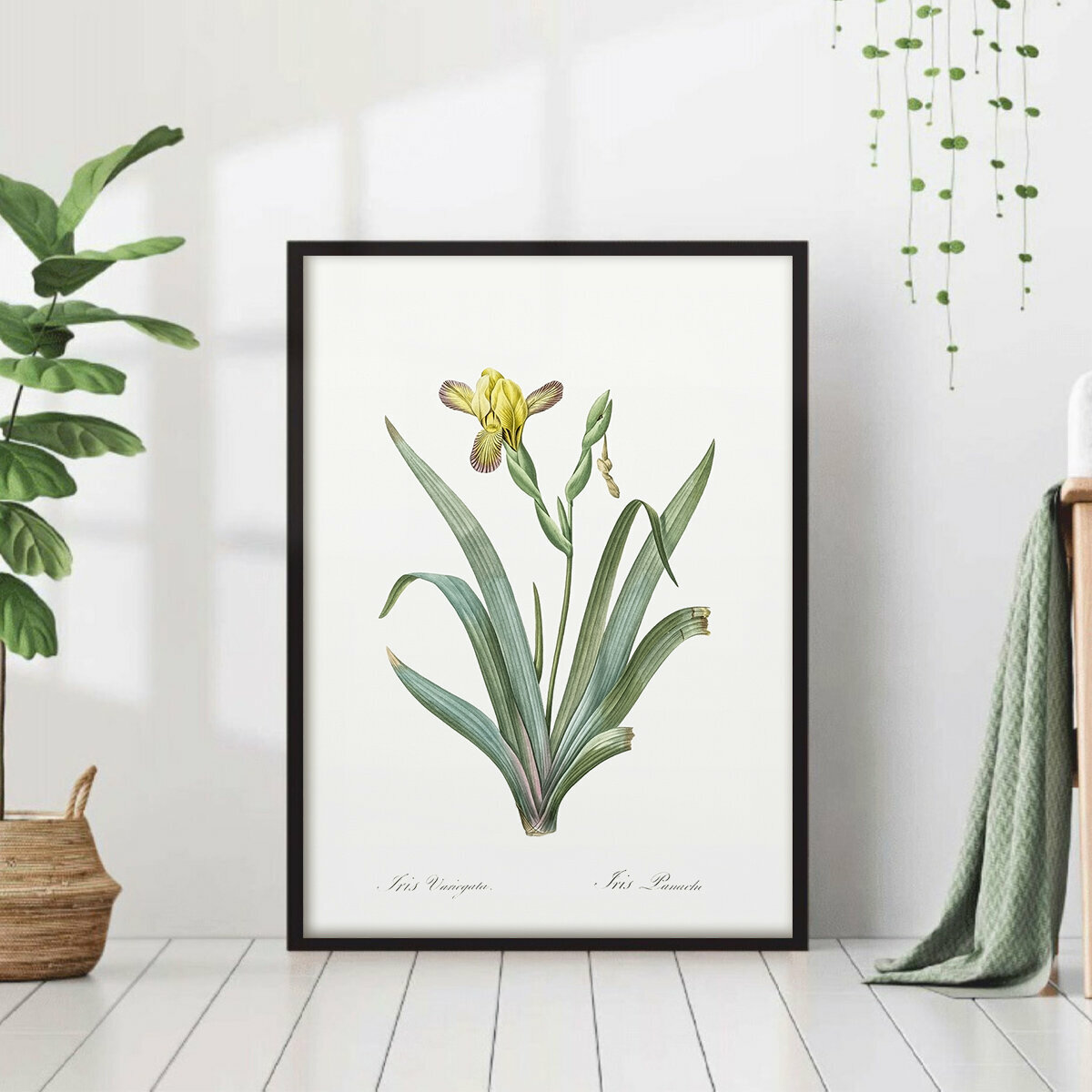 Постер "Желтый ирис ботаническая иллюстрация " в черной рамке 40x50 см для интерьера на стену