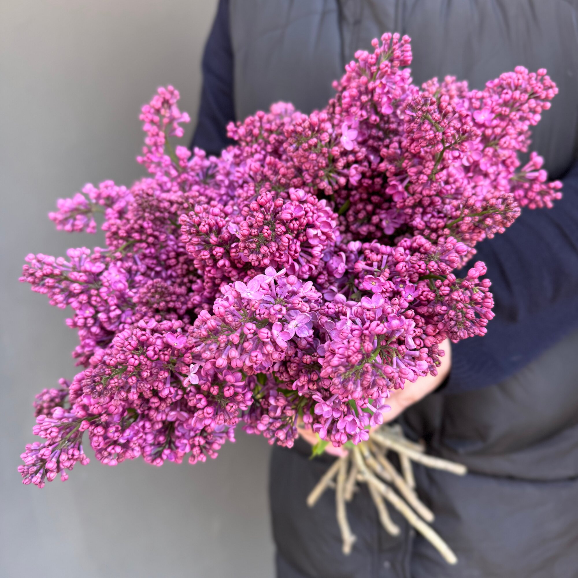 Сирень 9 шт местная d=20 см, h=40 см код. 13018 дос - Простороза. ру