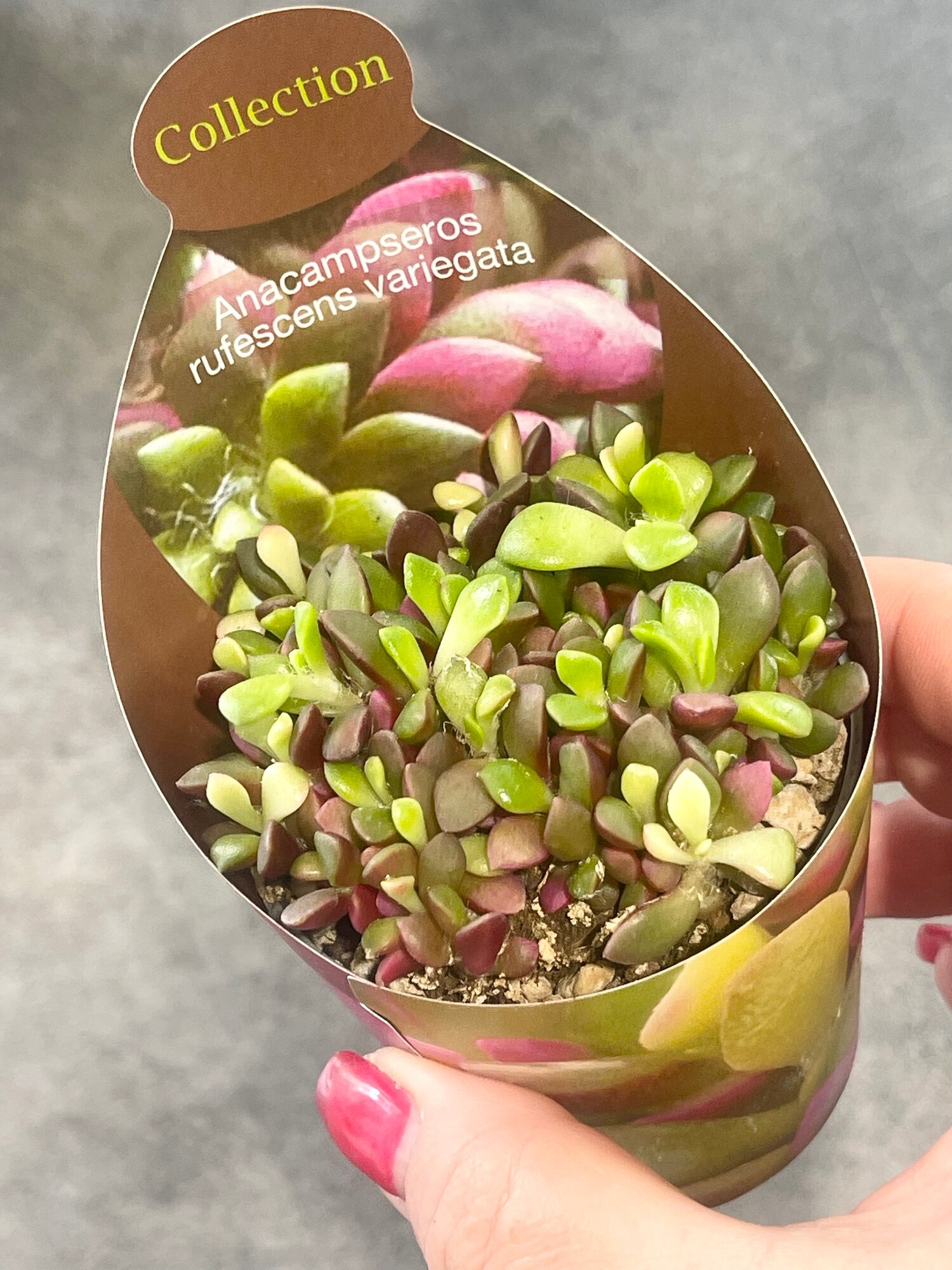 Анакомпсерос Руфесценс Вариегата d7