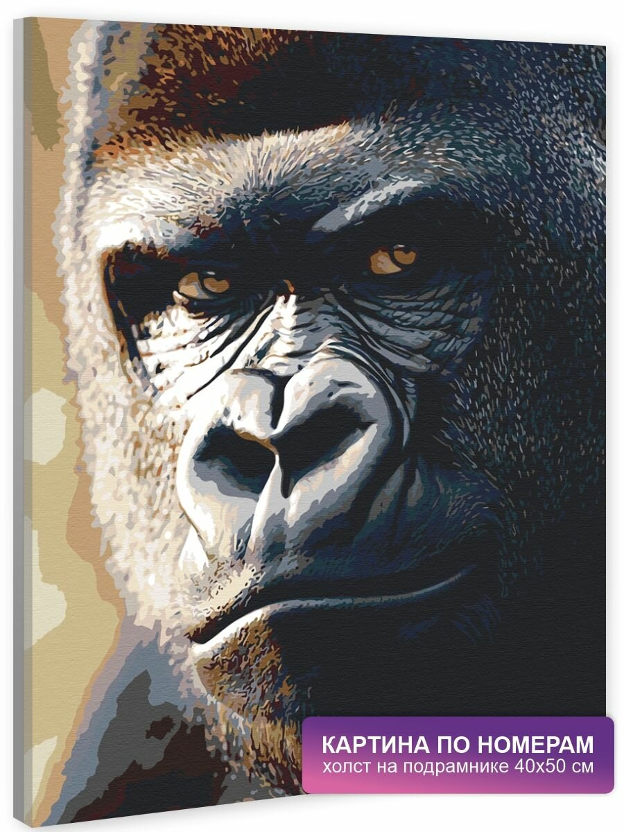 Картина по номерам на холсте с подрамником 40х50 см. Природа, животные, рыбы, птицы. "Обезьяна. Горилла. Шимпанзе", арт. 5996/