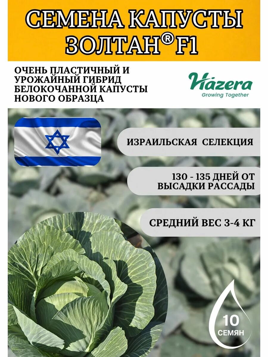Семена капусты Hazera Золтан, белокочанные, однолетние, 10 шт.