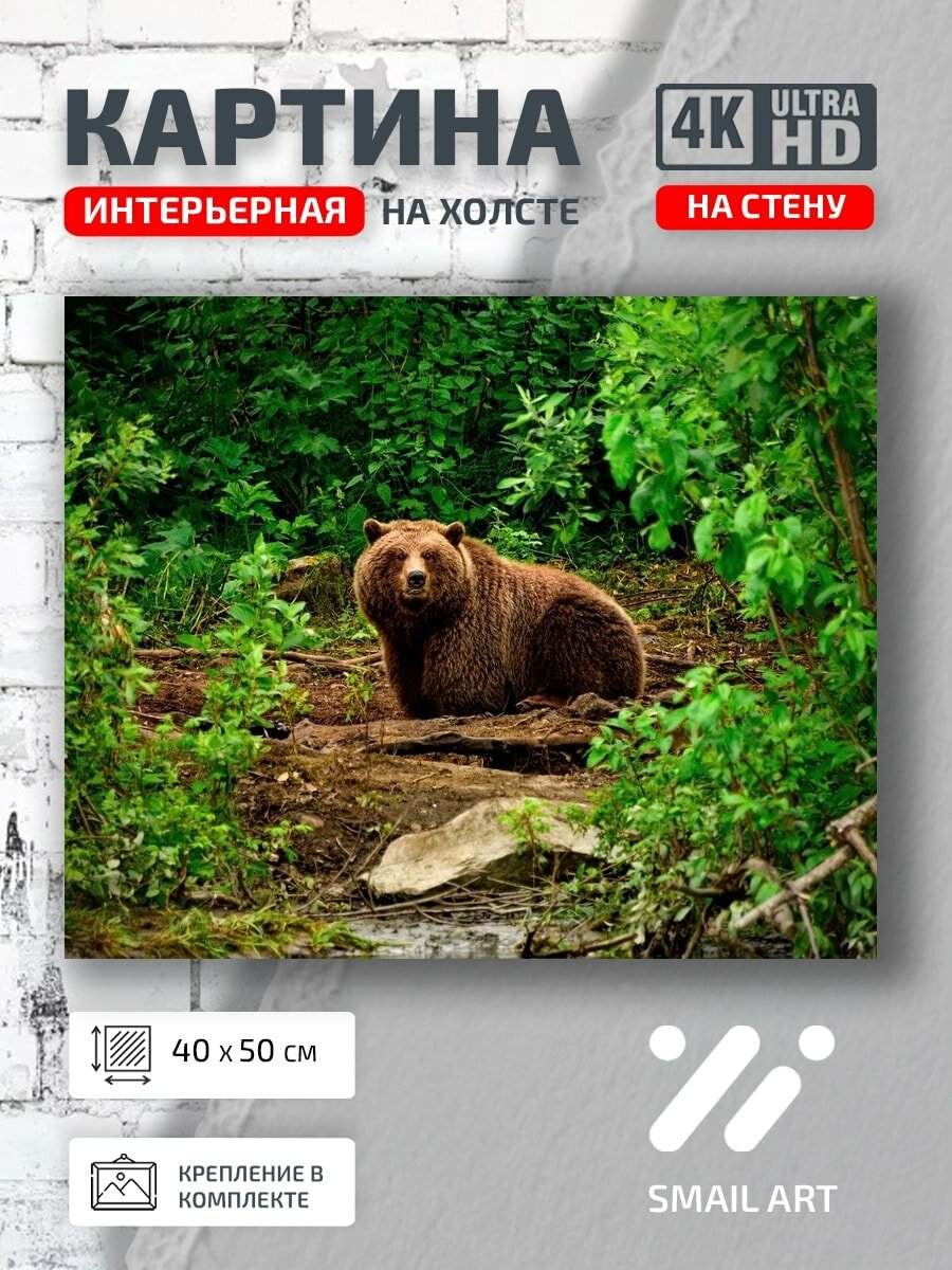 Картина на холсте интерьерная 40 на 50 на стену Бурый медведь для студии атмосфера