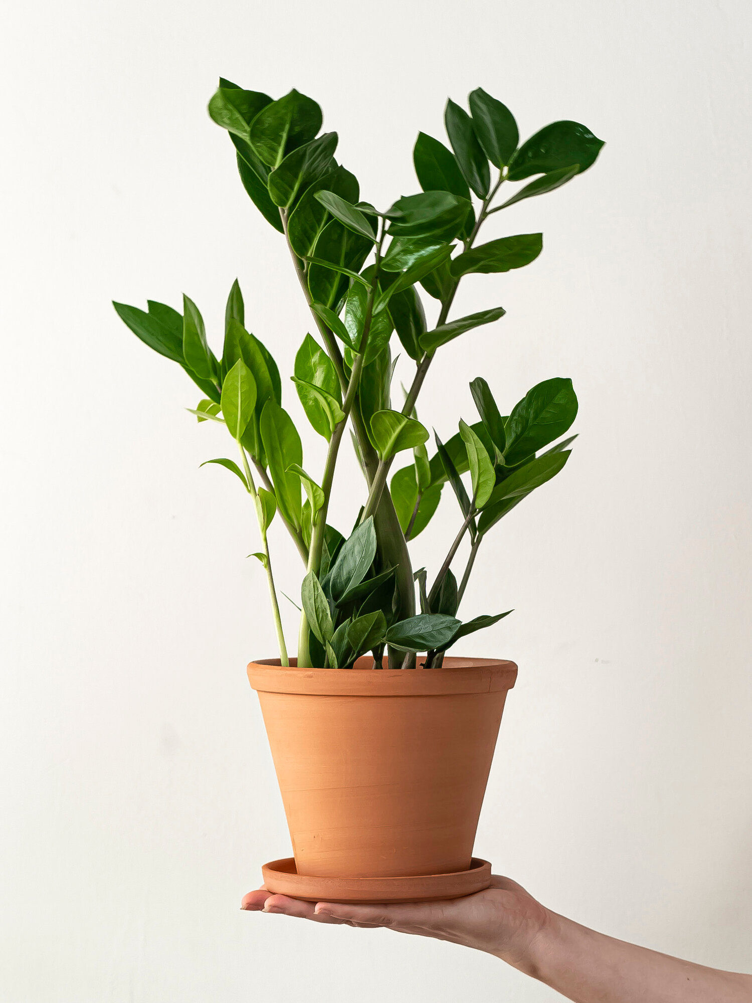 Geo Glass: Цветок Замиокулькас , долларовое дерево в керамическом кашпо 320-