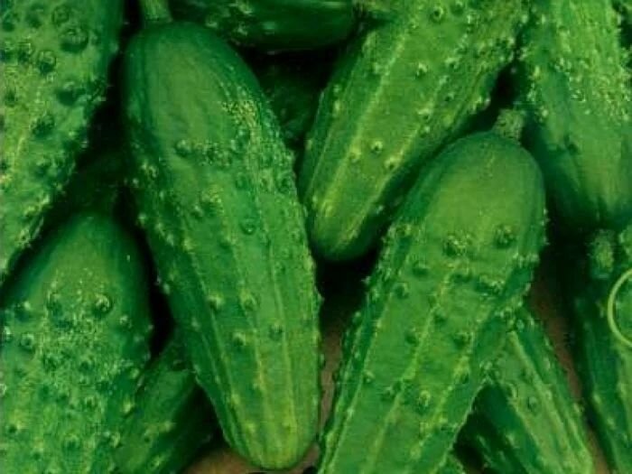 Коллекционные семена огурца Гостинец F1