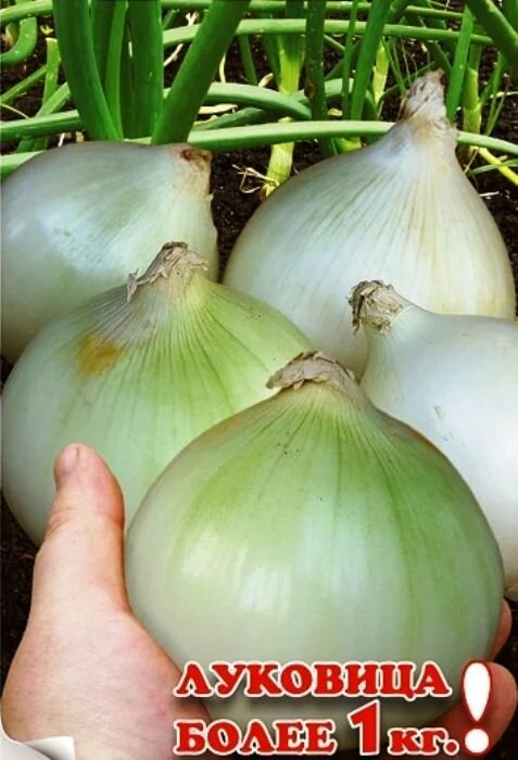 Коллекционные семена лука репчатый Джамбо Белый