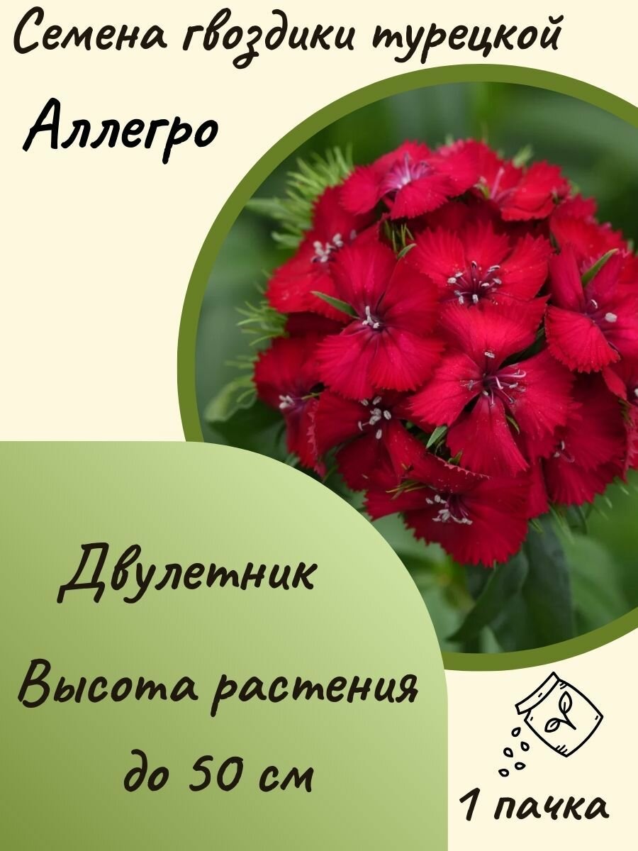 Семена гвоздики турецкой Аллегро, 10 шт. семян