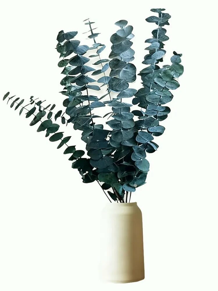 Сухоцветы Эвкалипт, 50 см, 10 шт