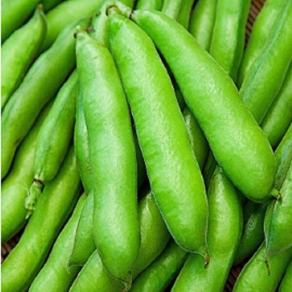 Семена Deodar SEEDS COMPANY Бобы овощные русские черные 20 шт.