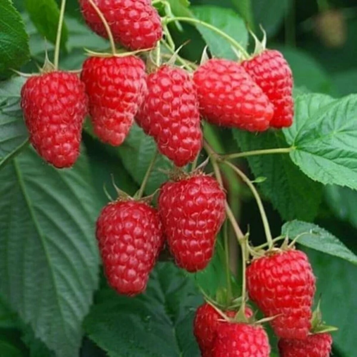 Малина крупноплодная Туламин / 1 шт, крупные ягоды, среднеспелый сорт