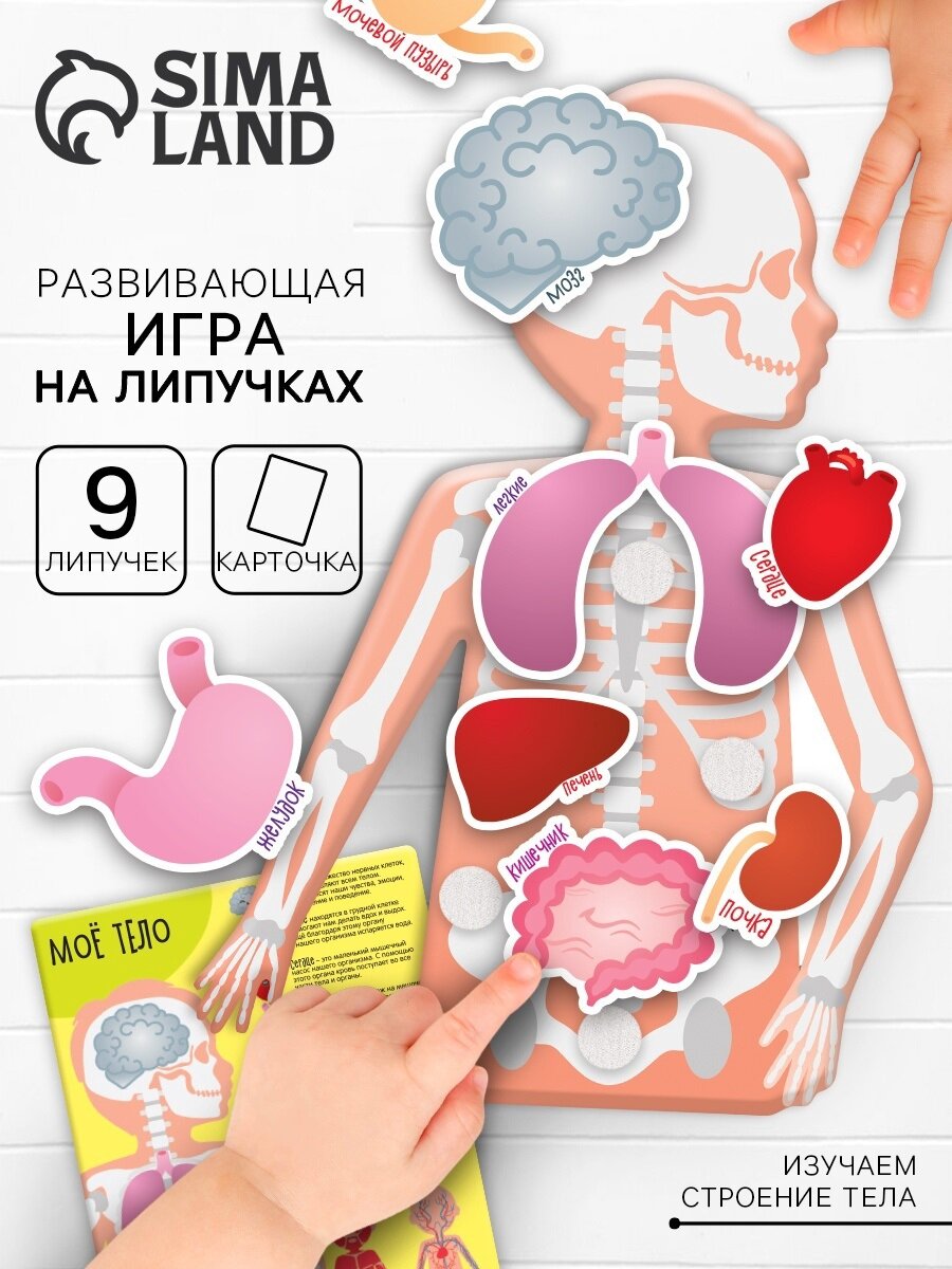 Игрушка развивающая "Весёлые липучки. Моё тело" анатомия, Веселые липучки