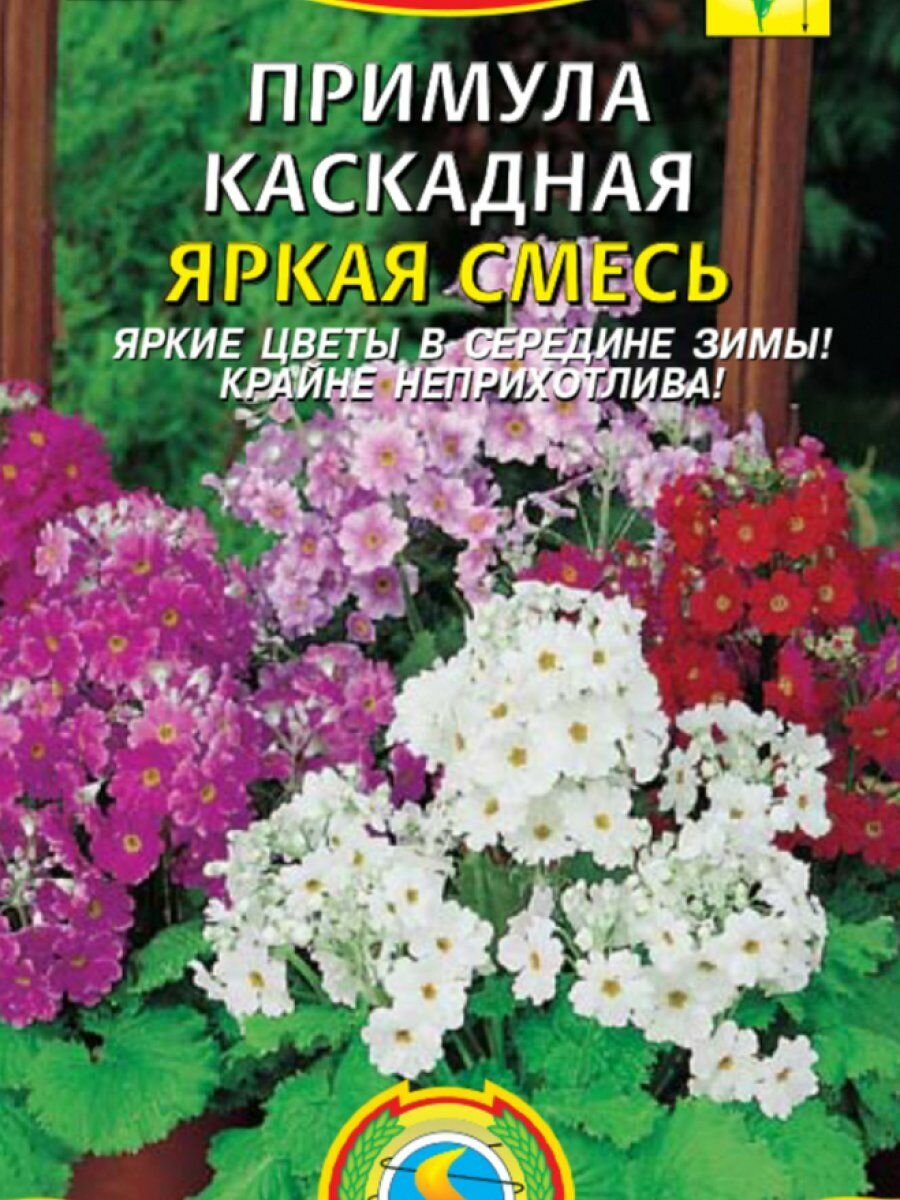 Примула каскадная Яркая смесь 18 шт Плазменные семена