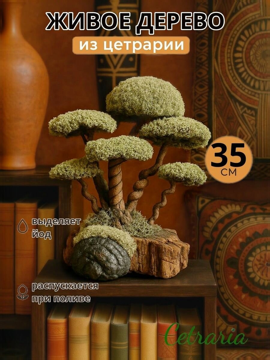 Изысканный подарок Дерево Цетрария / Живой сухоцвет