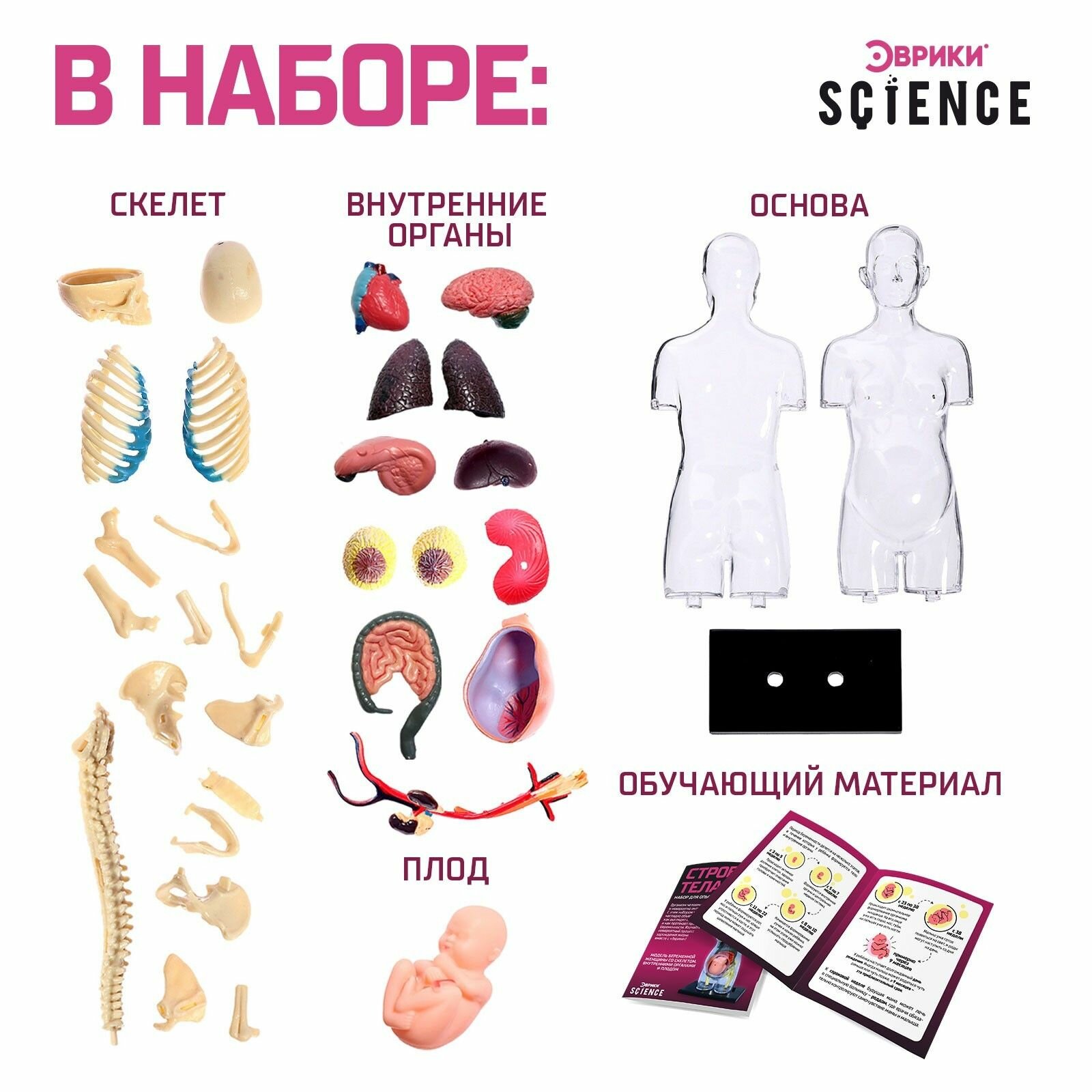 Набор для опытов Строение тела , беременная женщина