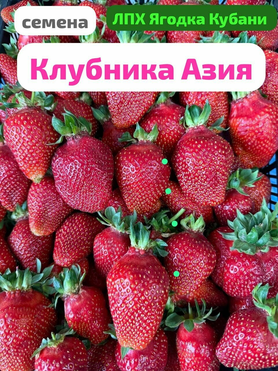Клубника "Азия" семена 30 шт.