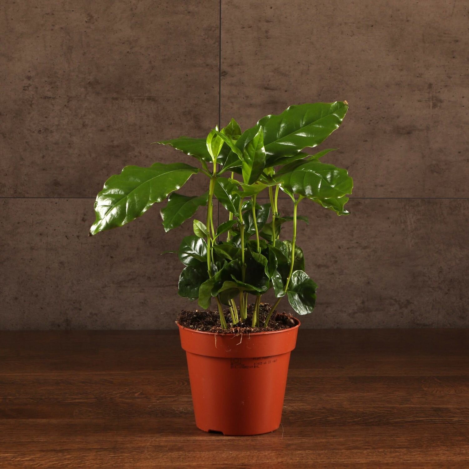 Кофе Арабика 30/12