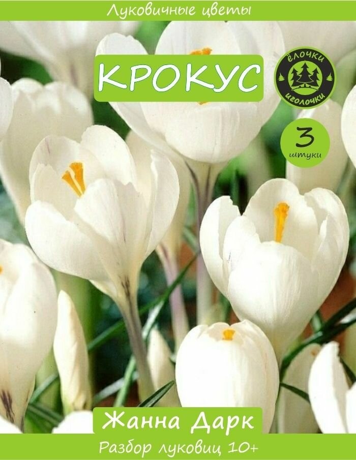 Крокус, Жанна Дарк, 3шт