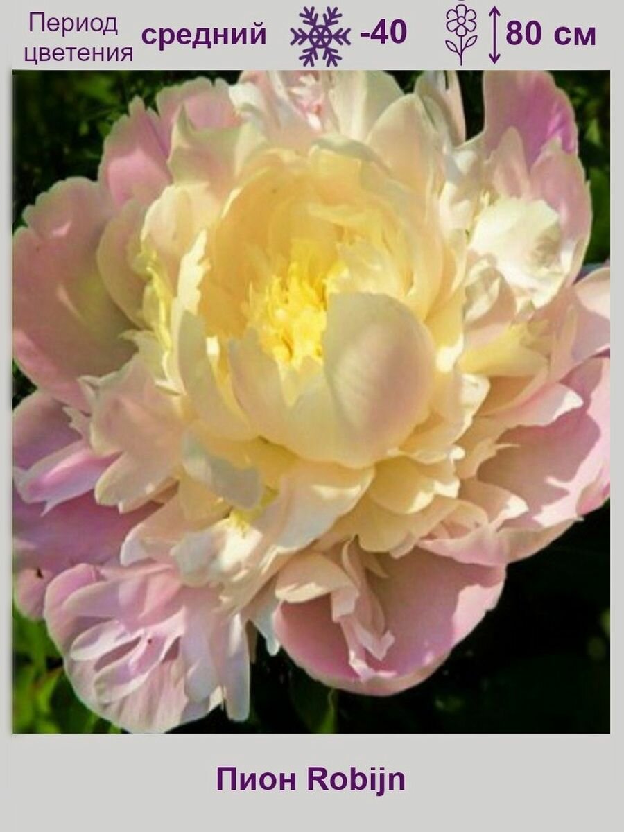 Пион Робайн (Robijn) 2 шт сотка