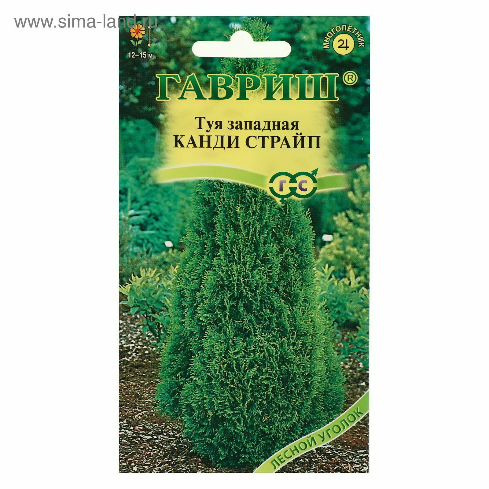 Семена Туя западная "Канди Страйп", ц/п, 0.05 г, место выращивания: открытый грунт