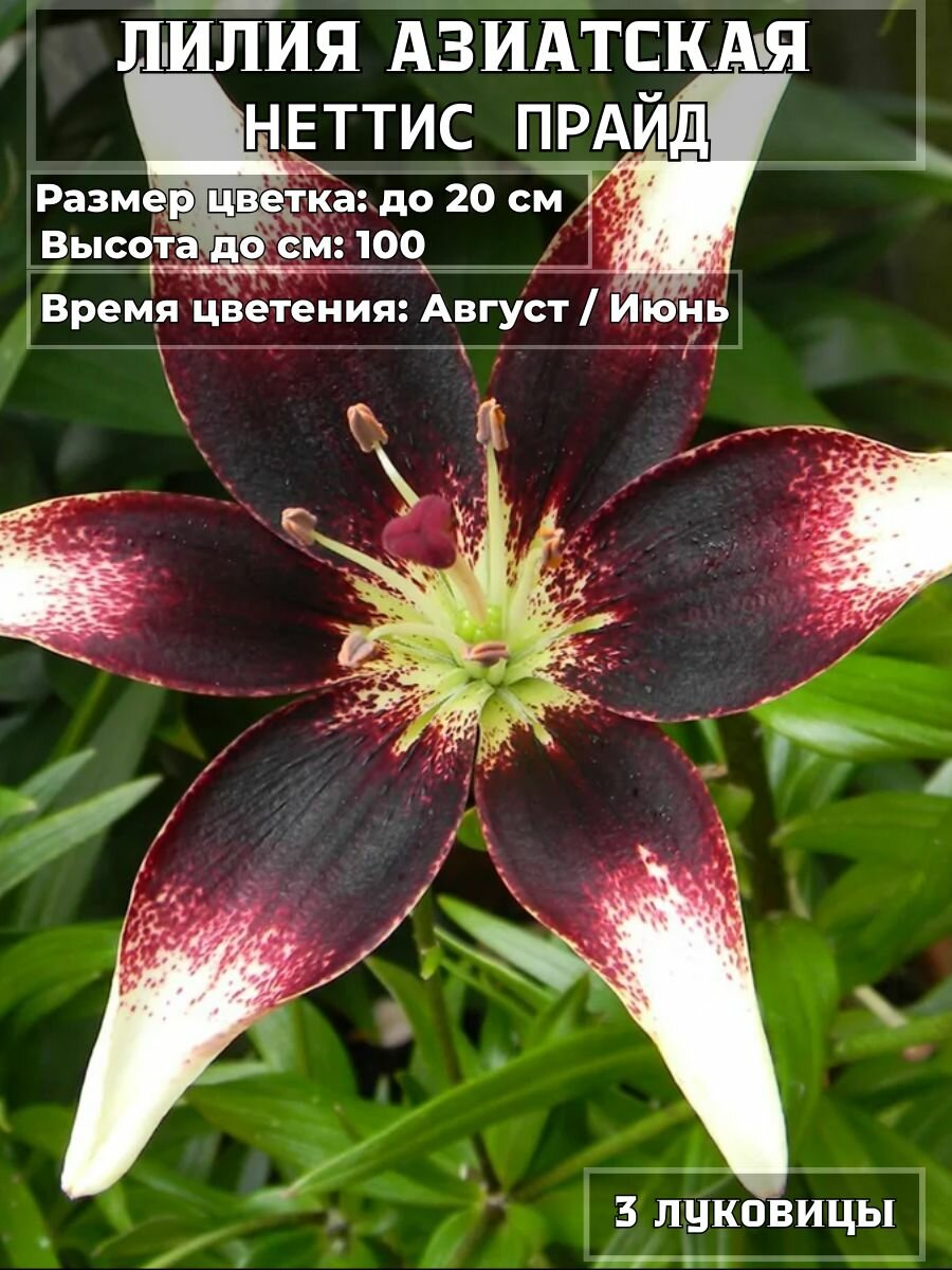 Лилия азиатская Неттис прайд, 3 луковицы