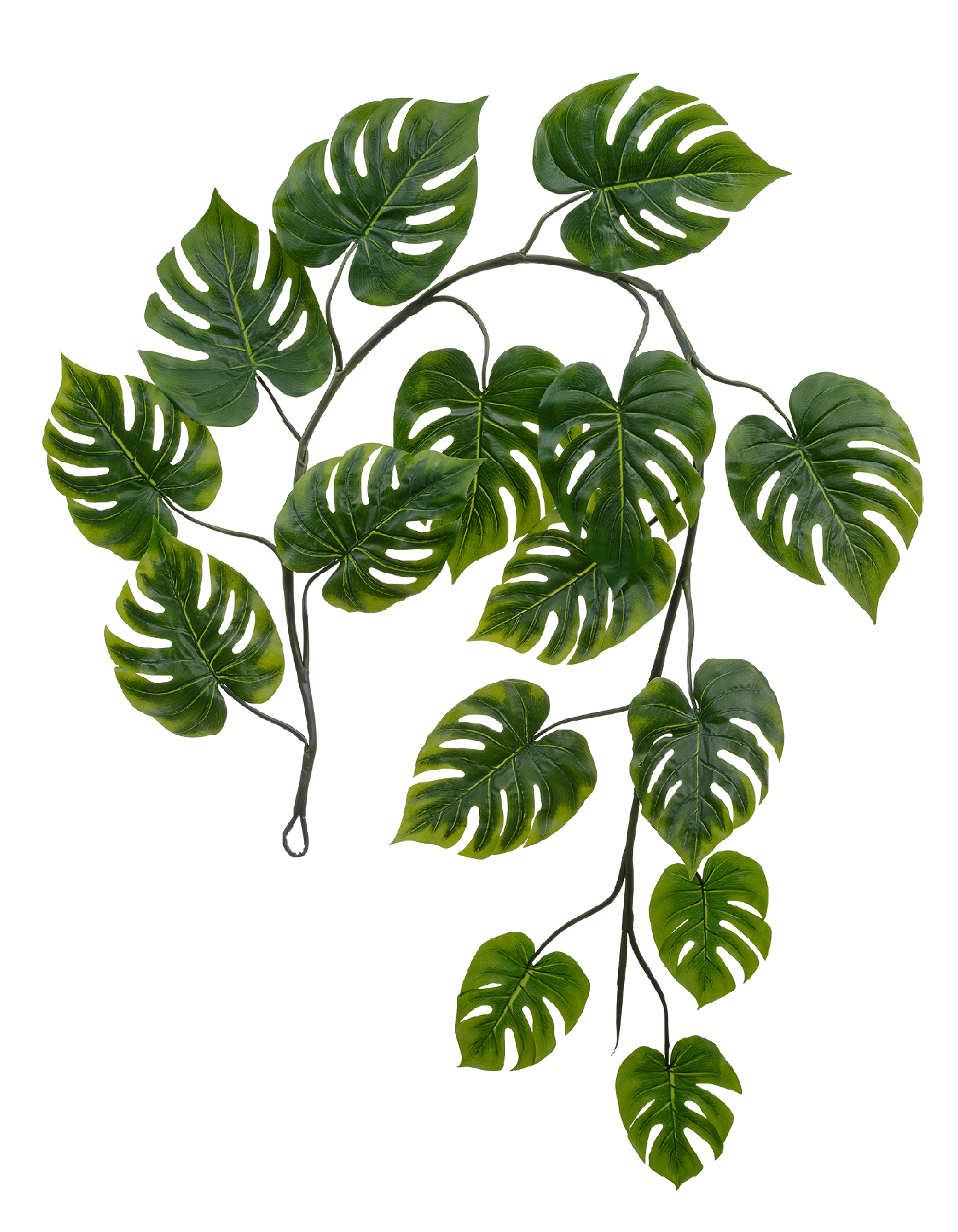 Монстера Giant лиана дл-240 см 15 листов (Sensitive Botanic) 6/24