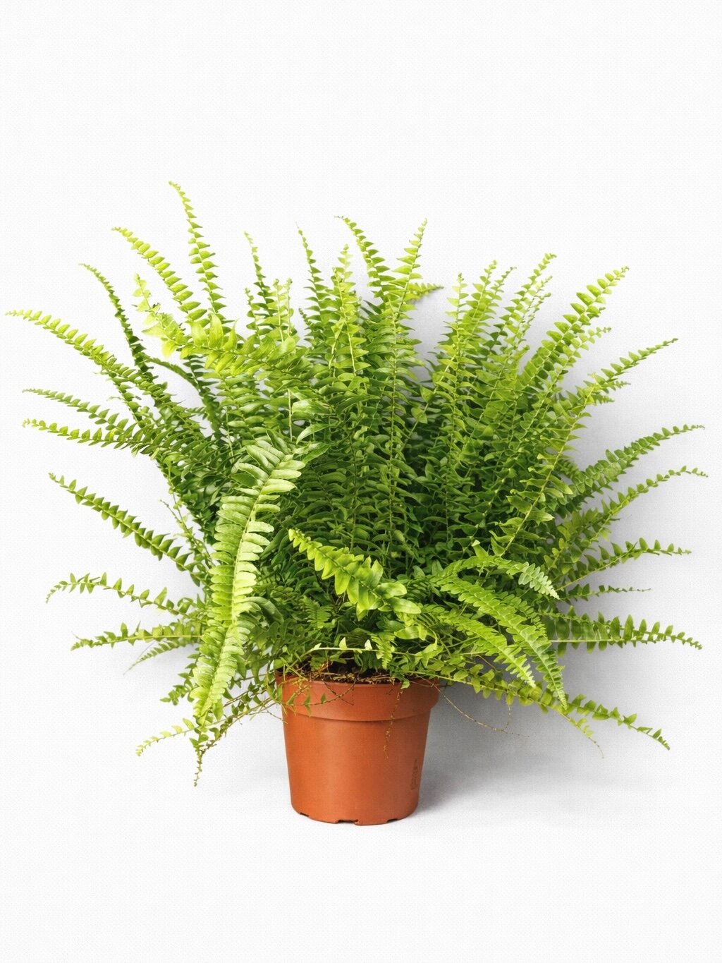 Нефролепис (Nephrolépis) 12см