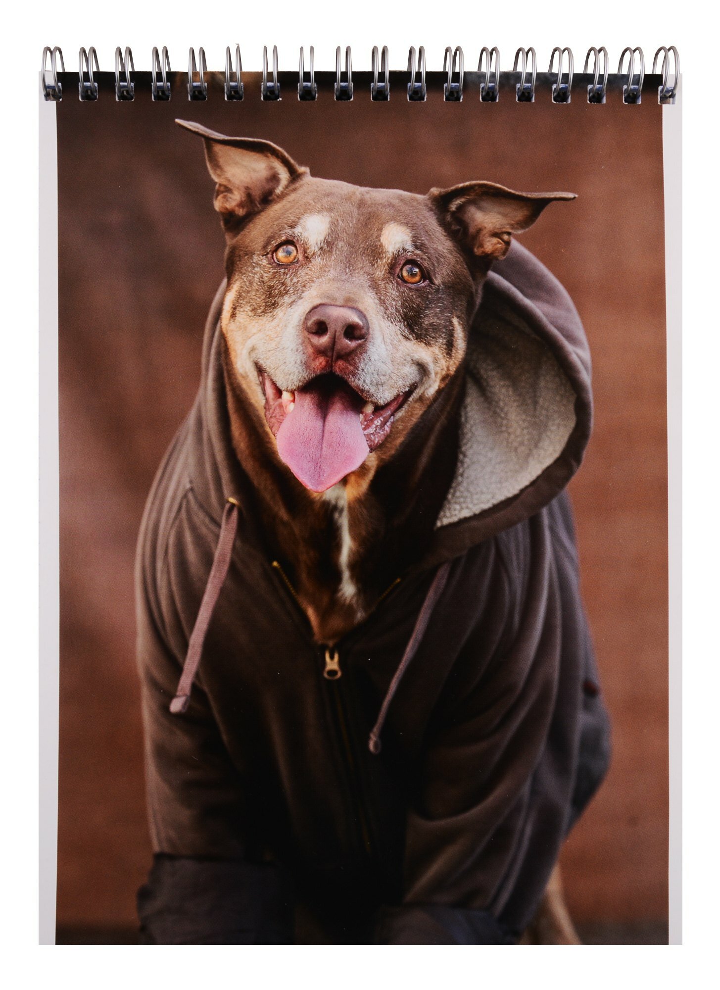 Блокнот А5 40л кл. "Dogs in da hood" спираль, ВД лак, ассорти