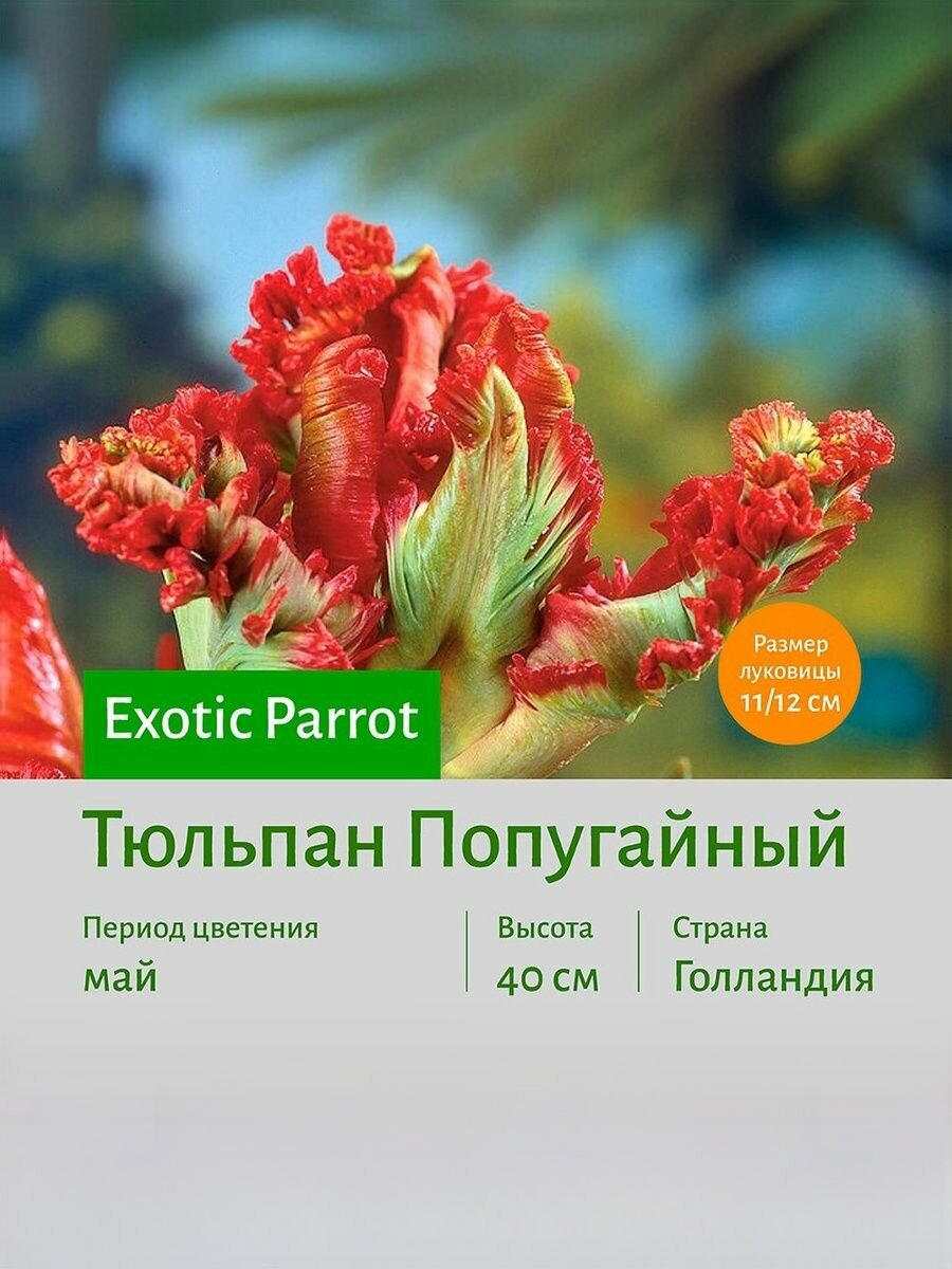 Тюльпан Экзотик Пэррот (Exotic Parrot) попугайный луковицы 10 шт сотка