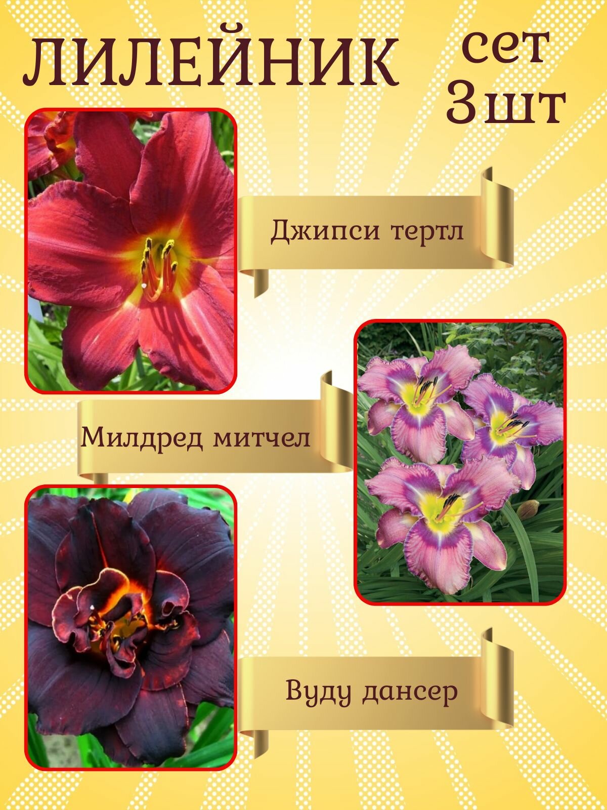 Лилейник, многолетние цветы, Сет из 3 штук
