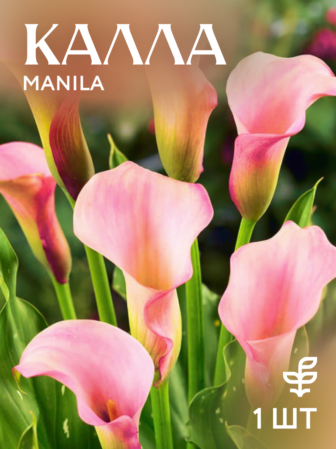 Каллы луковицы цветов многолетних