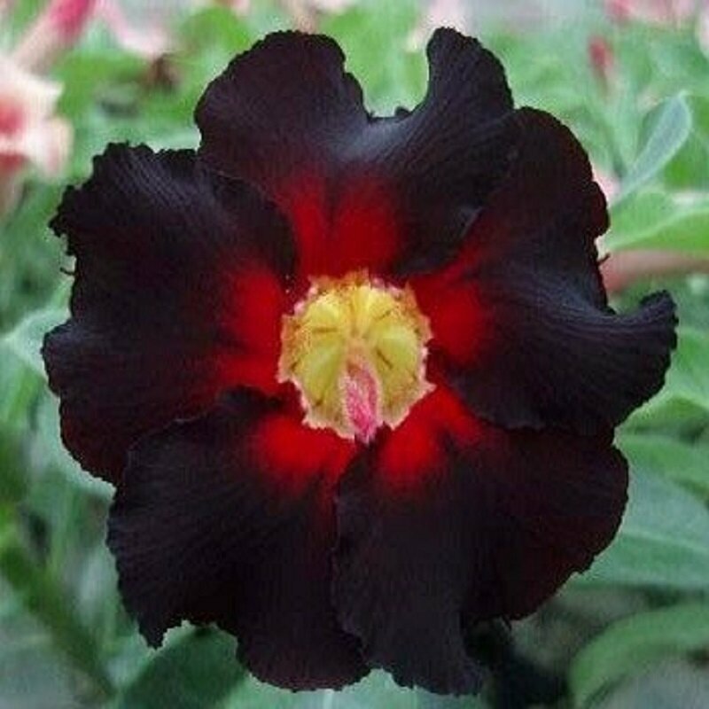 Адениум, Adenium Obesum Desert Rose KO-47, семена