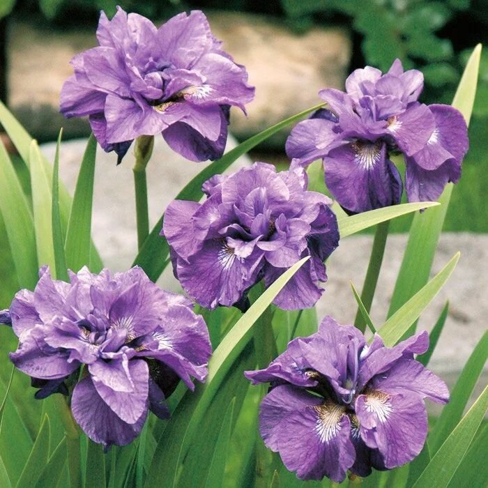 Ирис сибирский Империал Опал; Корень