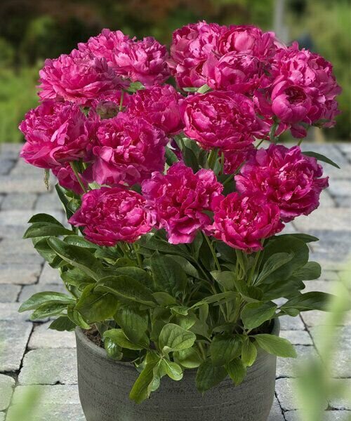 Пион Лондон 1 шт