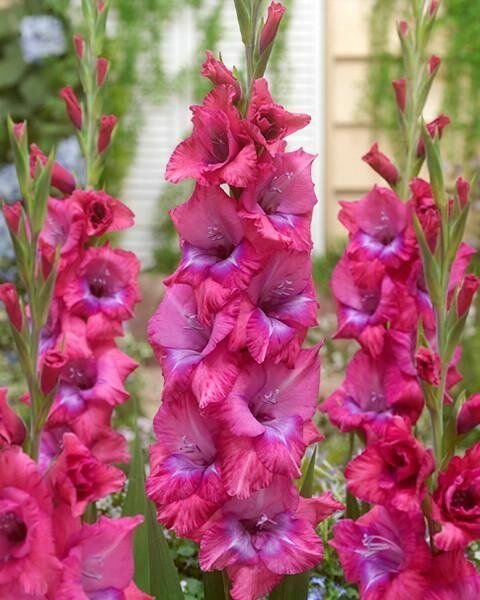 Гладиолус Люмьер 1шт