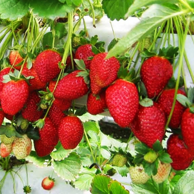 Клубника Вима Рина/Ремонтантная (1 саженец фриго класса А+ (Наивысший)), Россия