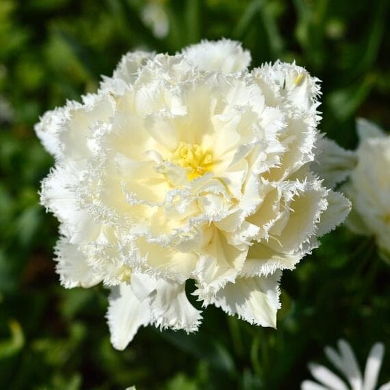 Тюльпан Сноу Кристалл (1 луковица). Holland Bulbs (Голландия)