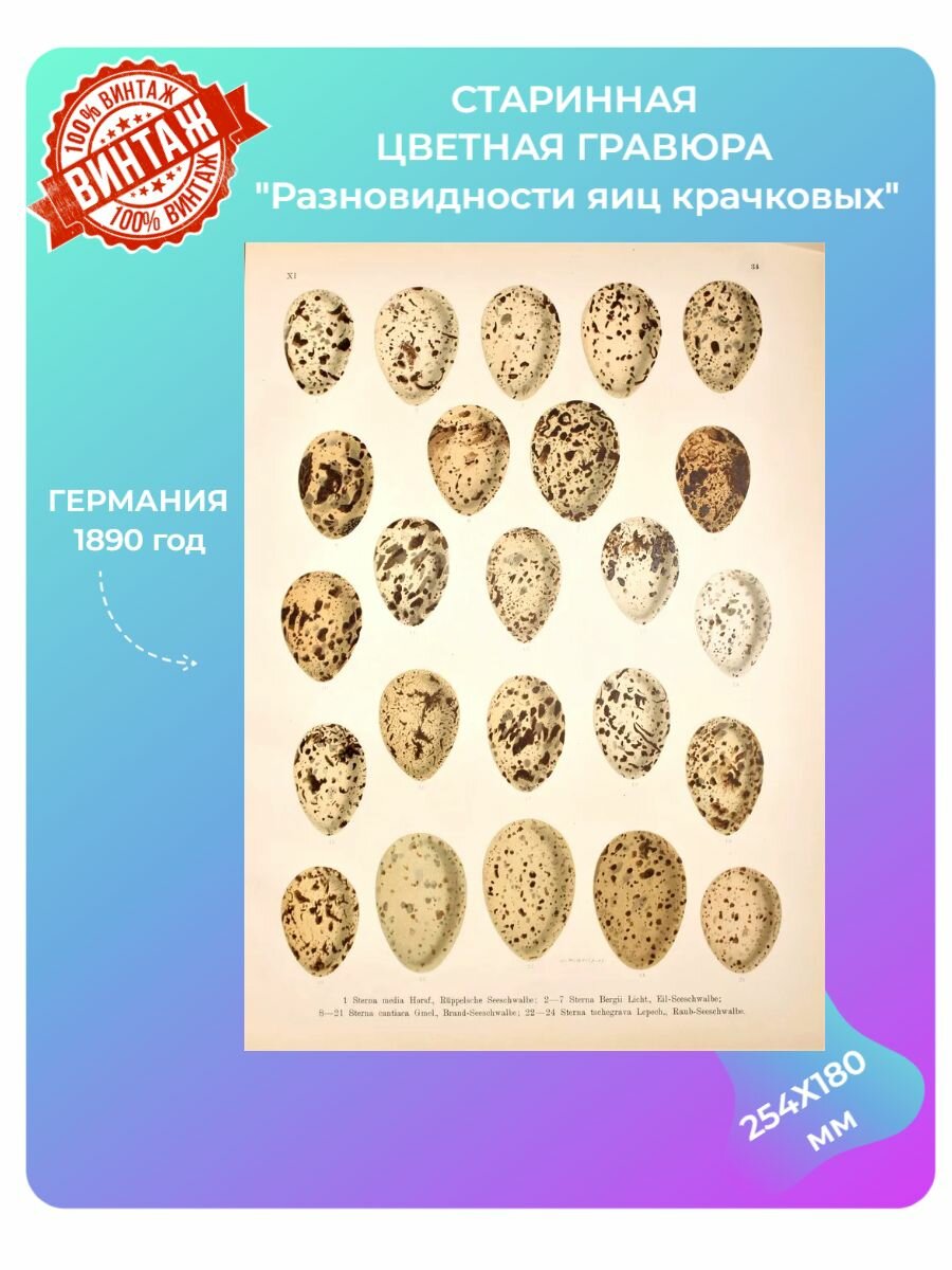 Цветная гравюра "Разновидности яиц крачковых" XIXвек №34