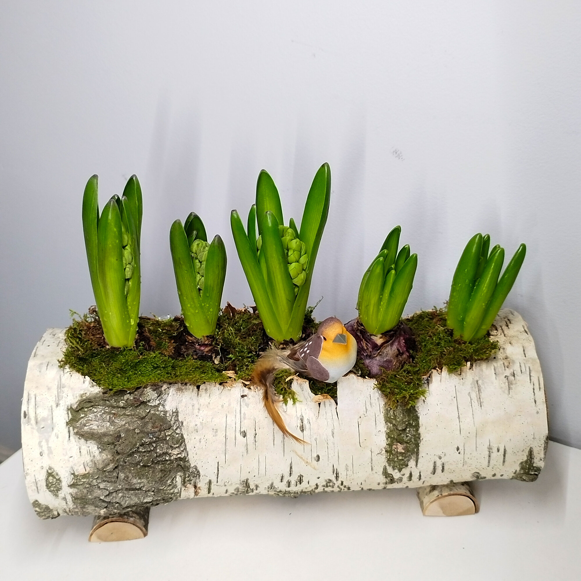 Гиацинты в берёзовом поленце