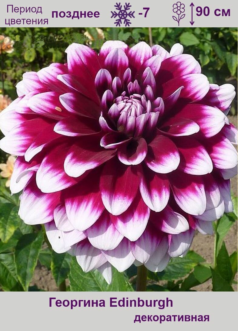 Георгина декоративная Эдинбург (Edinburgh) 2 шт сотка