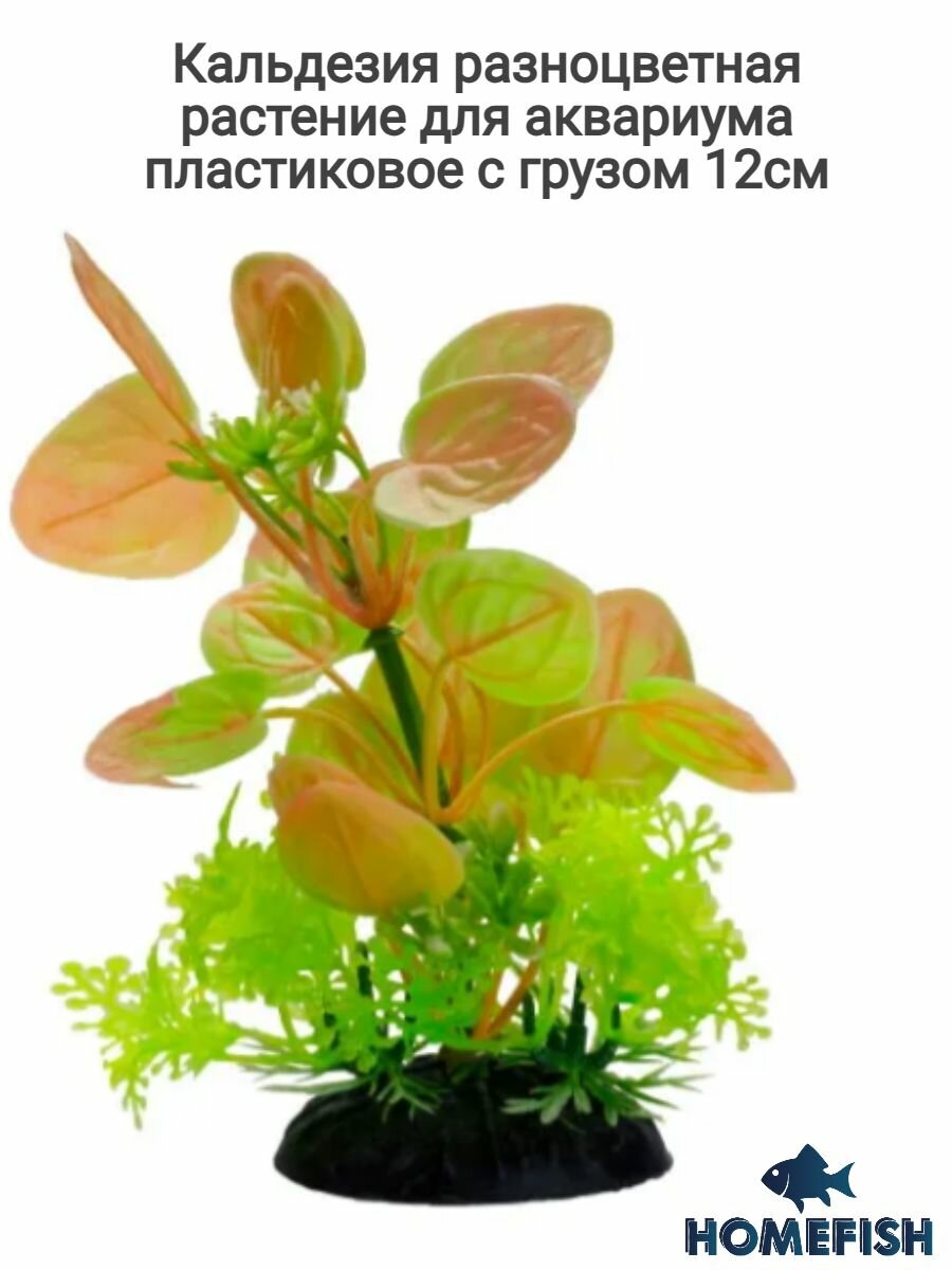 HOMEFISH 12 см Кальдезия разноцветная растение для аквариума пластиковое с грузом