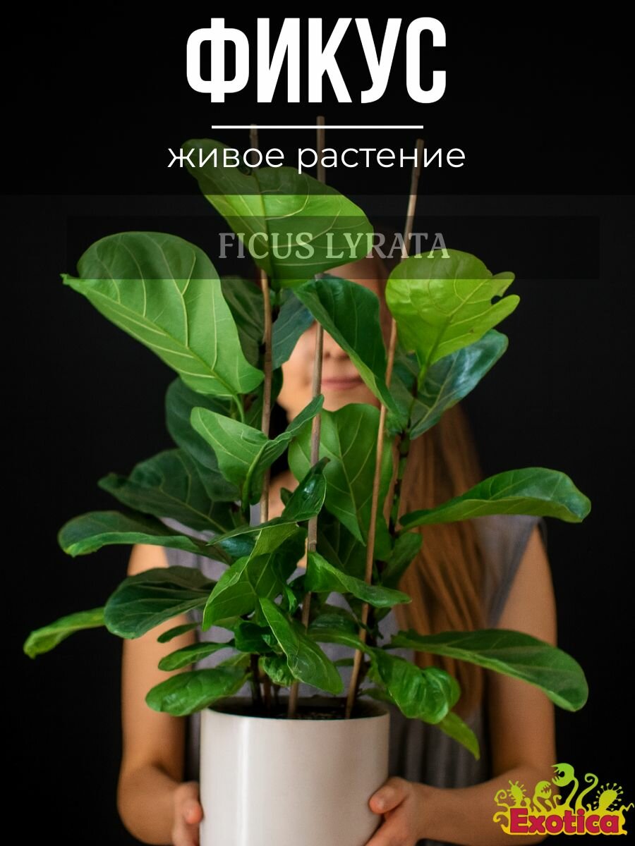 Фикус Лирата Классический (Ficus Lyrata) D6см, живое растение