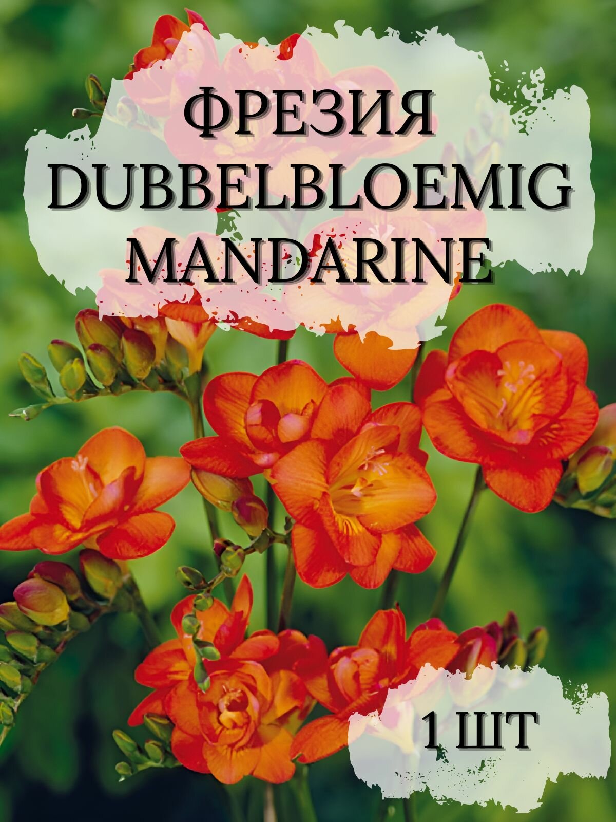 Фрезия махровая ORANGE 1шт