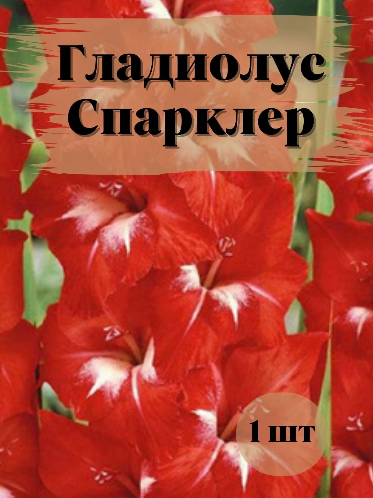 Гладиолус Спарклер 1шт