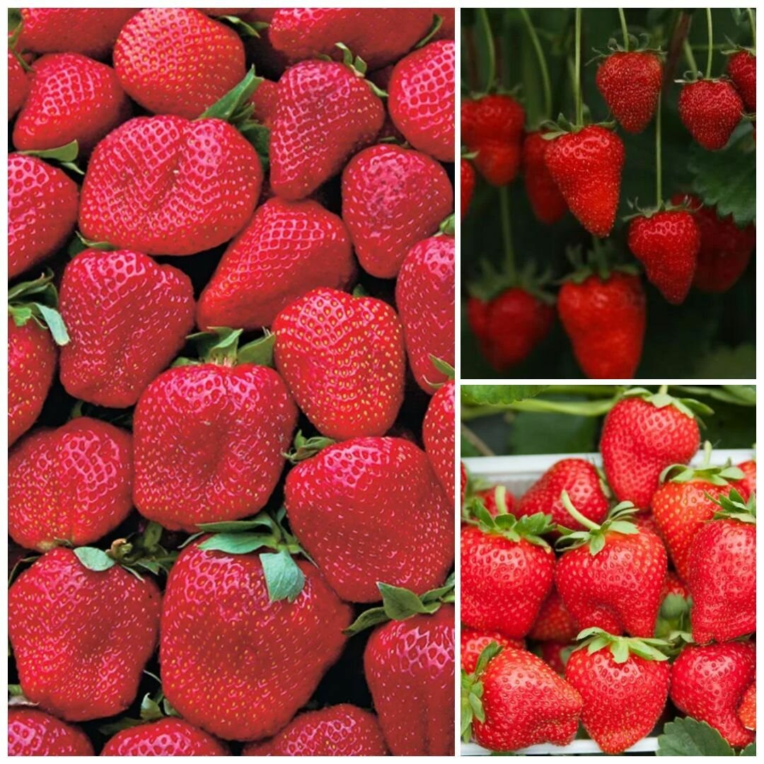 Комплект саженцев земляники Лакомое наслаждение 3 шт