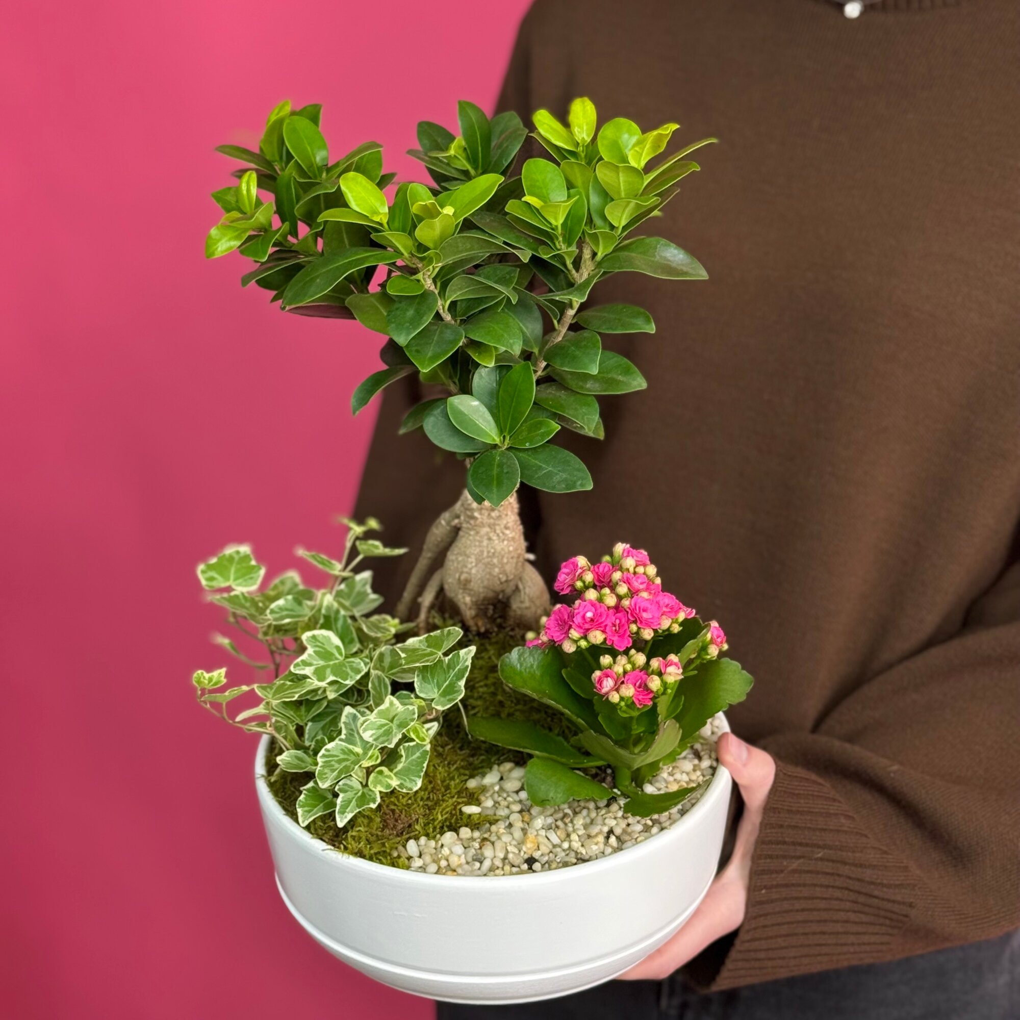 Композиция "Нега" (Фикус Гинсенг, Каланхоэ, Хедера) от бренда Margo plants.