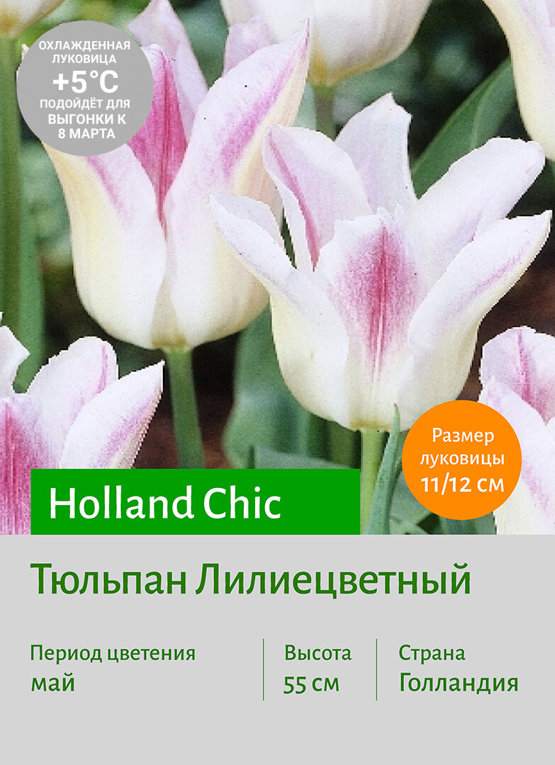 Тюльпан Холланд Чик (Holland Chic) лилиецветный луковицы 7 шт сотка