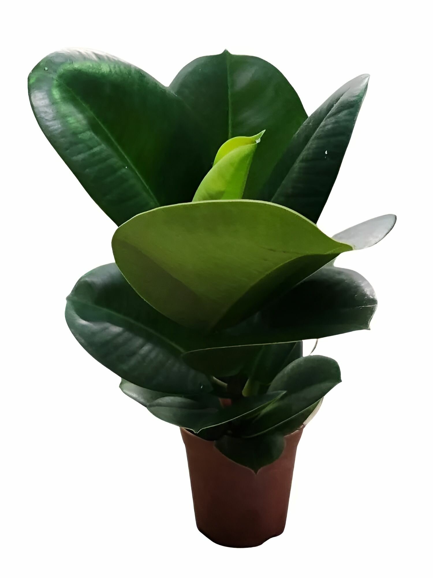 Фикус эластика King Kong 25*10