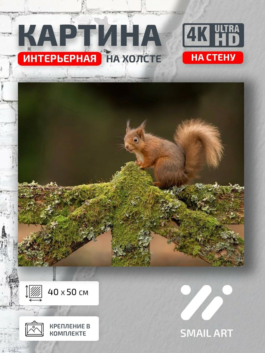 Картина на холсте интерьерная 40 на 50 на стену Животные Белка для гостиной атмосфера